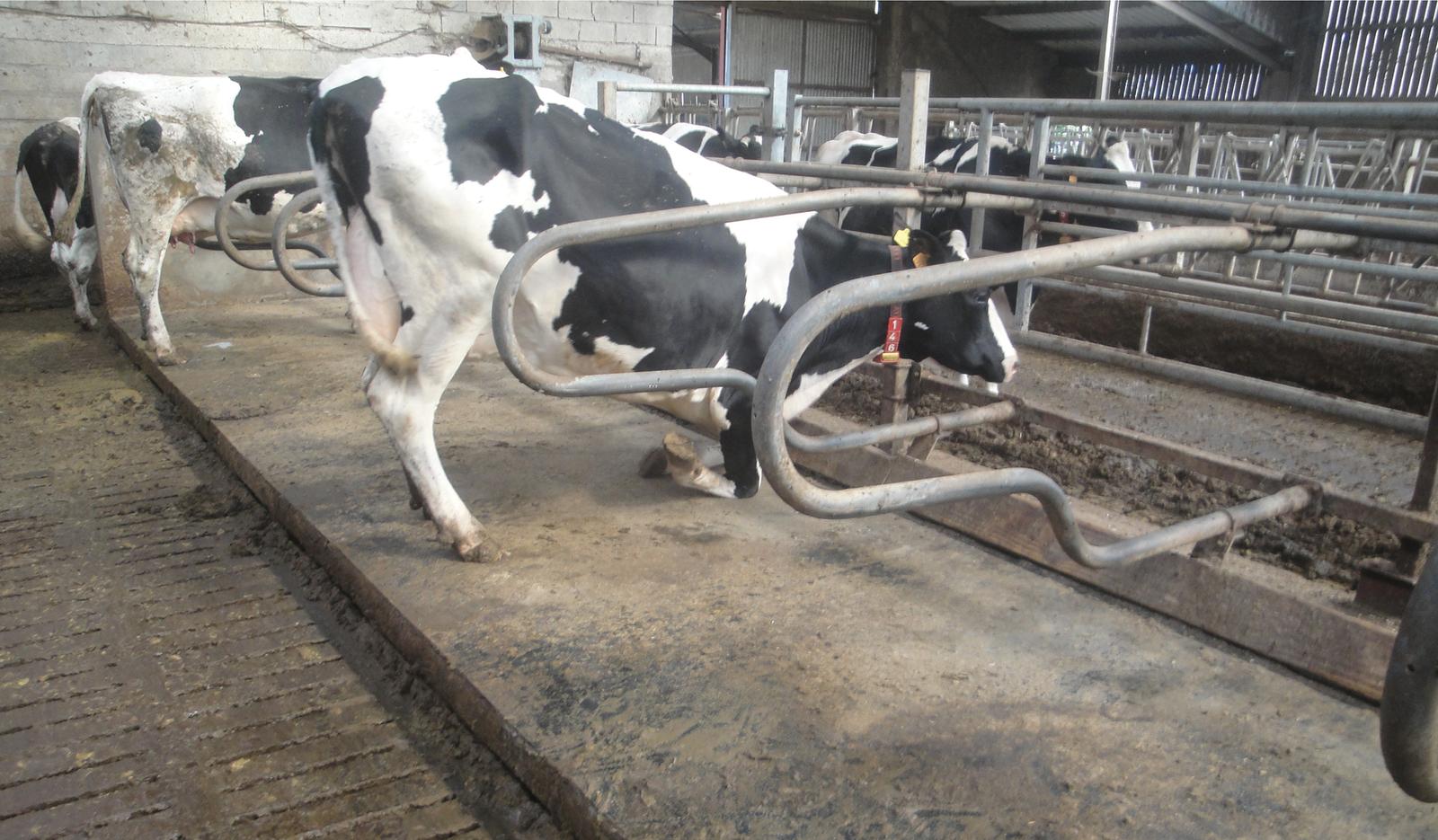 Livestock Mats : Cow Mat | Glenrock Rubber Products